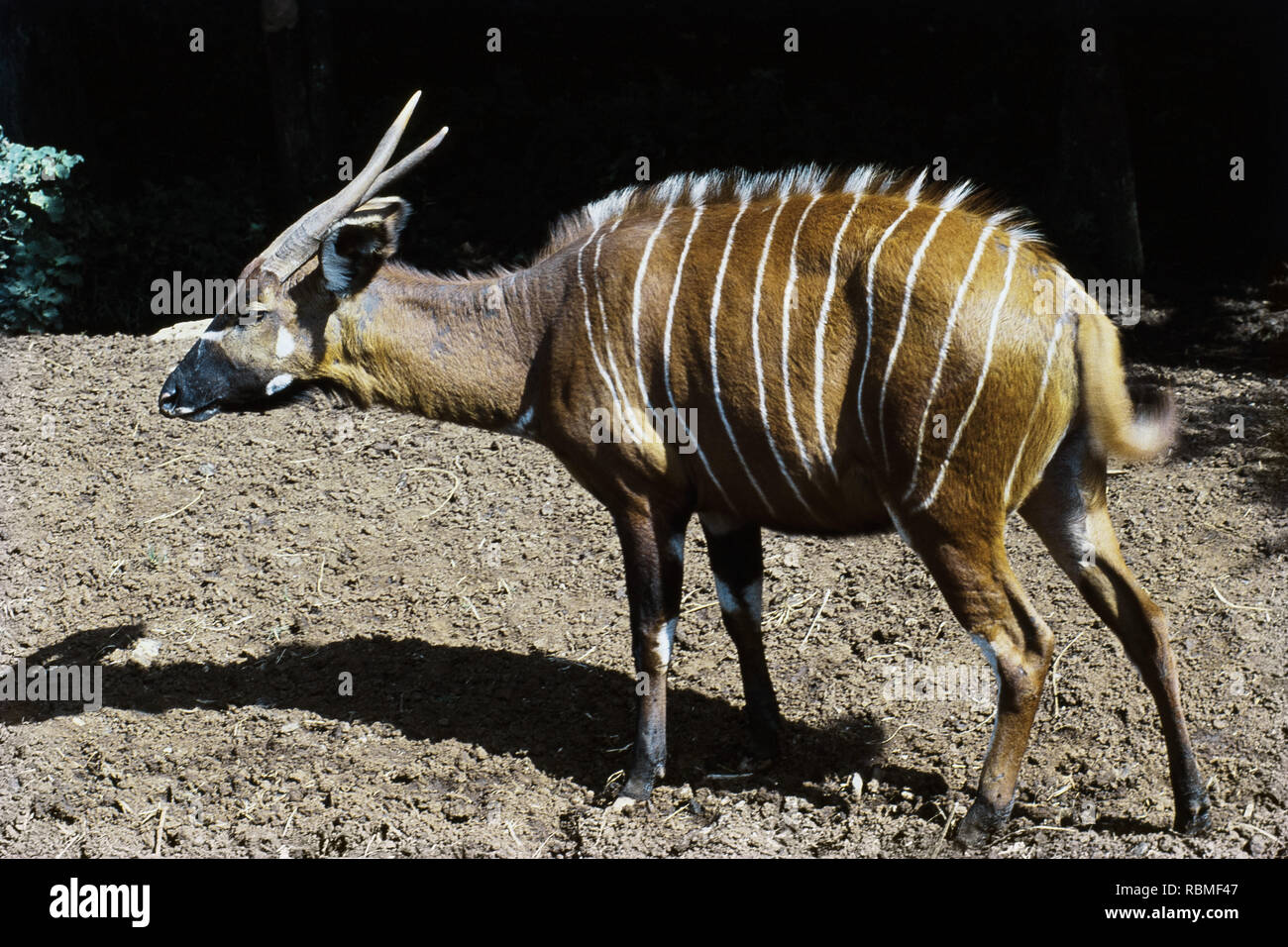 Okapi stripes hi-res stock photography and images - Alamy
