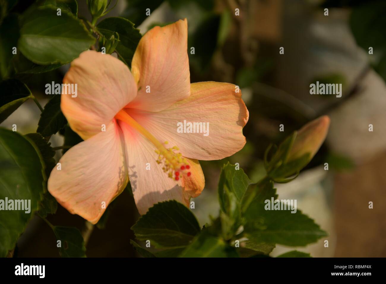 A beautiful pink china rose ( Hibiscus rosa-sinensis ) also known as ...