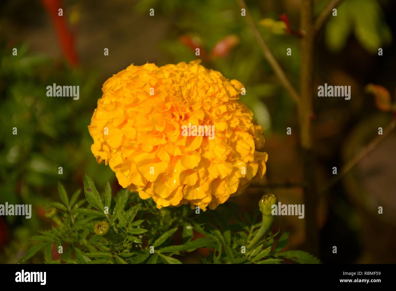 A single very beautiful yellow marigold flower, Calendula officinalis ...