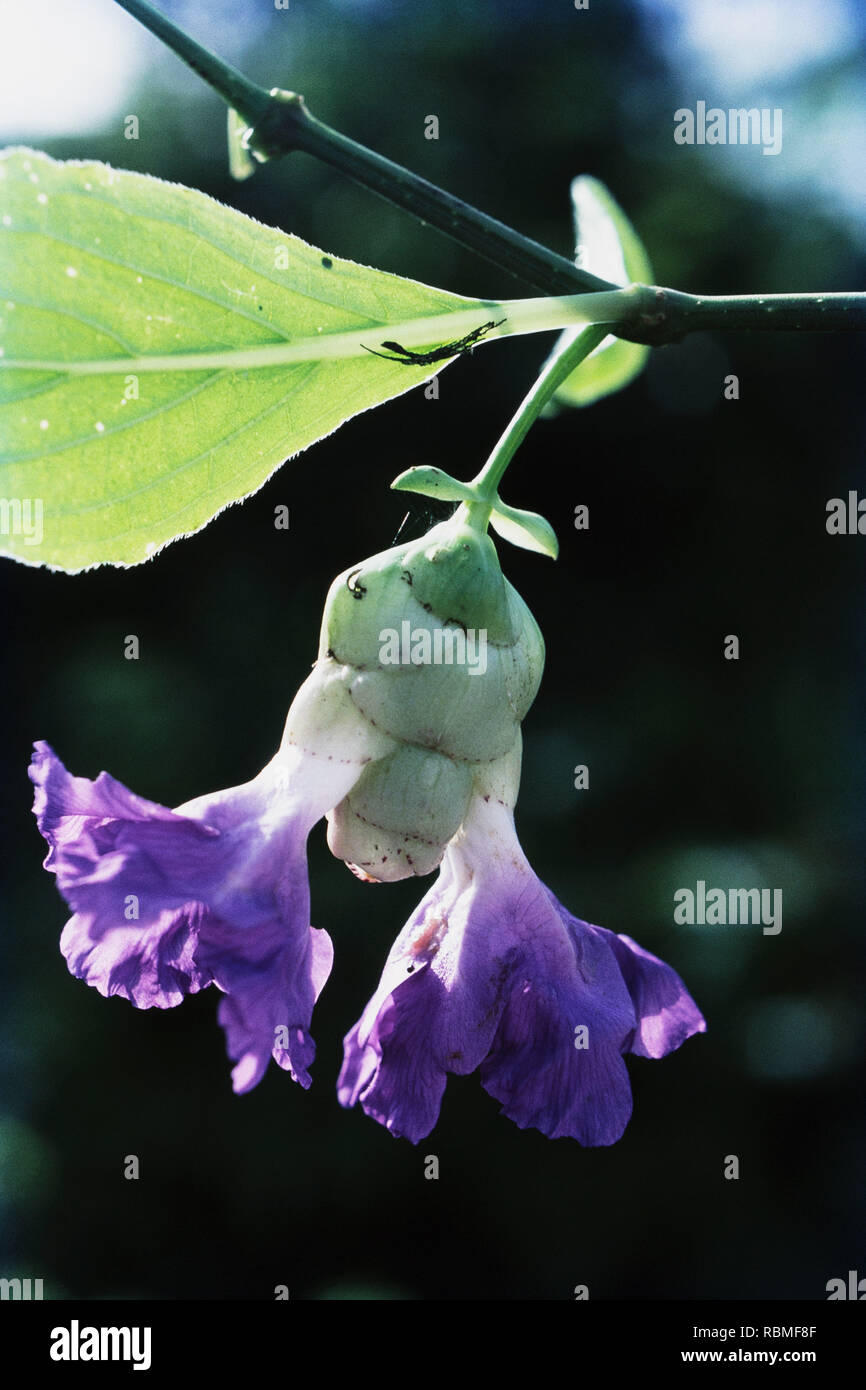 Violet flower flowers india hi-res stock photography and images - Alamy