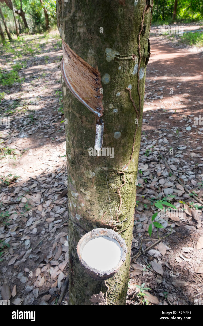 Collecting Organic Rubber From A Tree In South East Asia Stock Photo ...