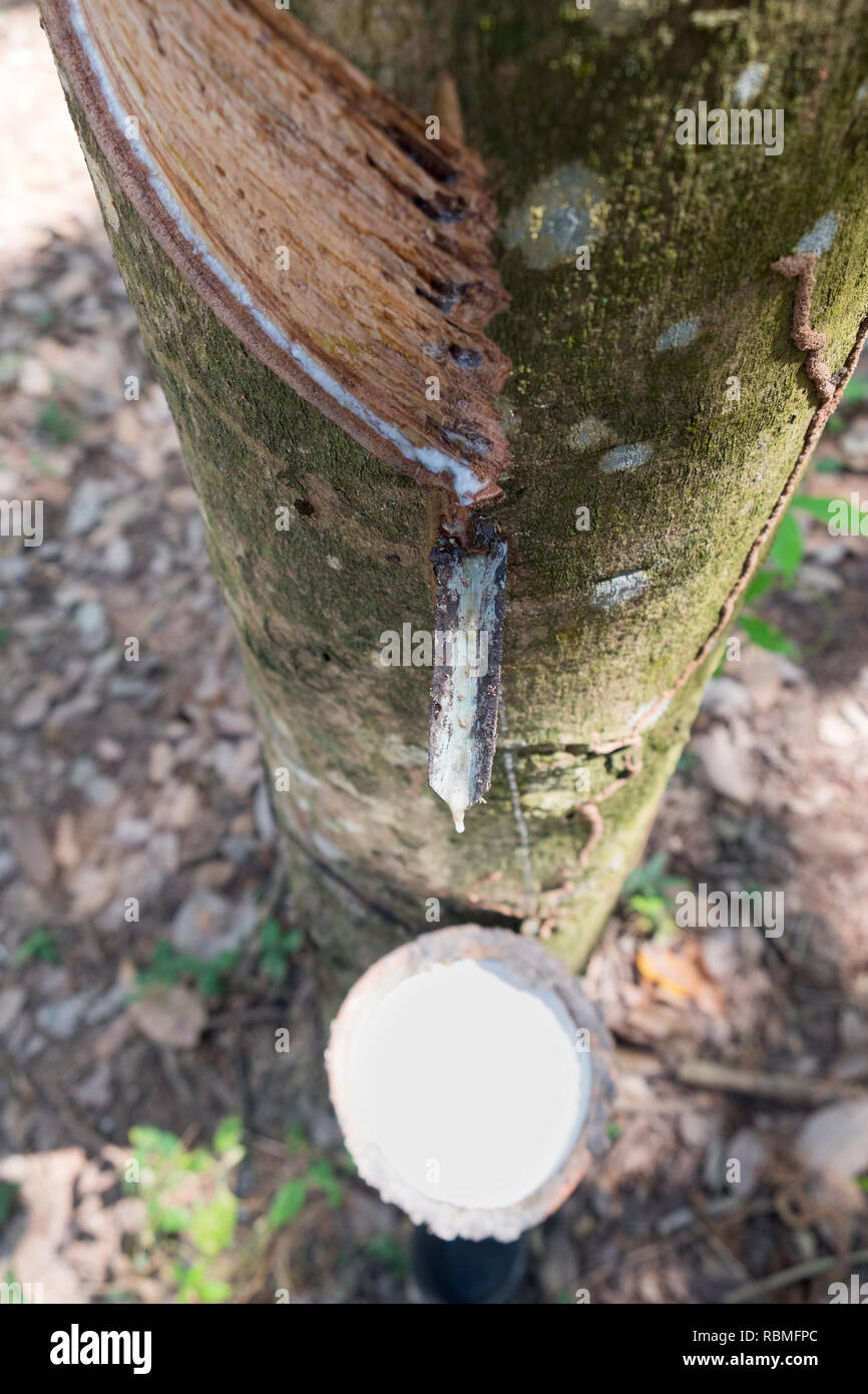 Rubber production industry agriculture south east asia hi-res stock ...
