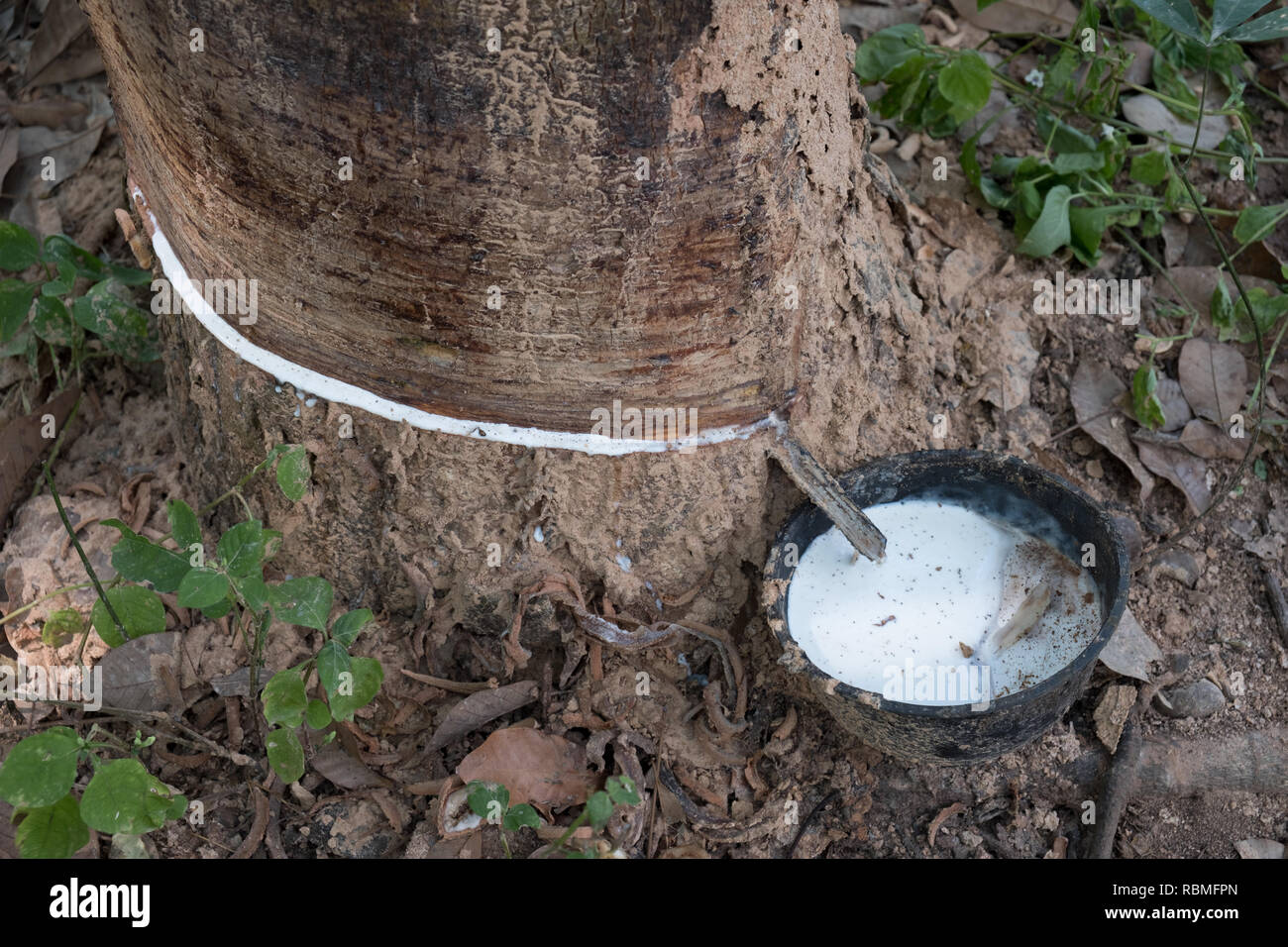 Rubber production industry agriculture south east asia hi-res stock ...