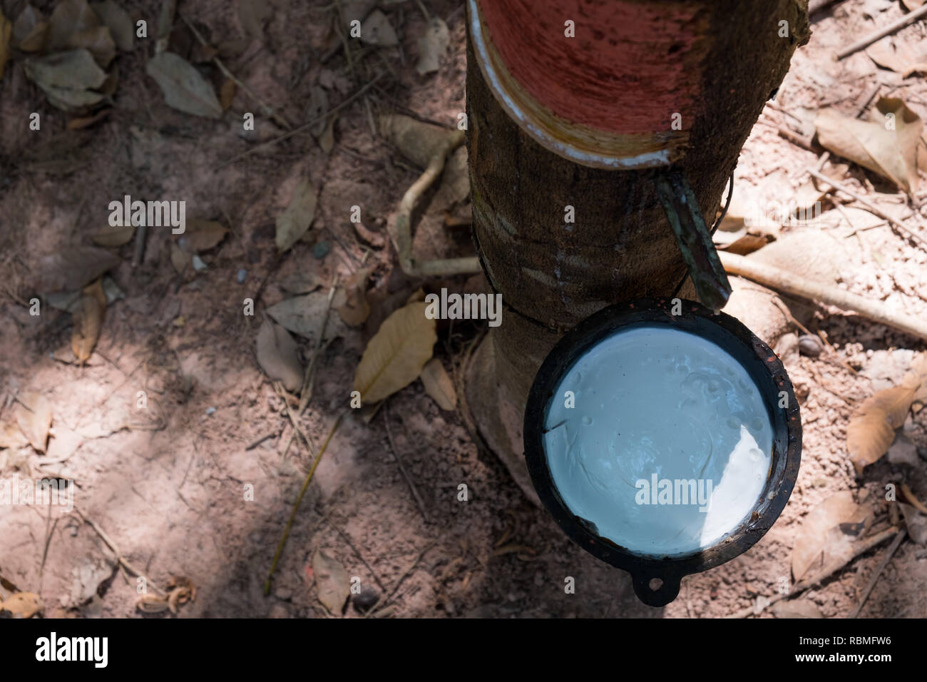 Collecting Organic Rubber From A Tree In South East Asia Stock Photo ...