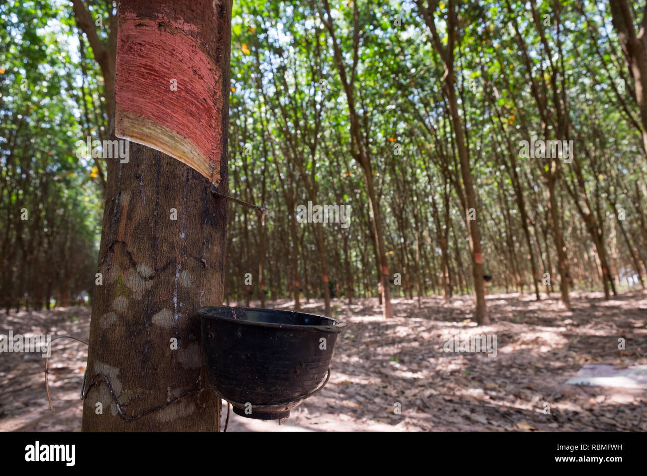 Rubber production industry agriculture south east asia hi-res stock ...
