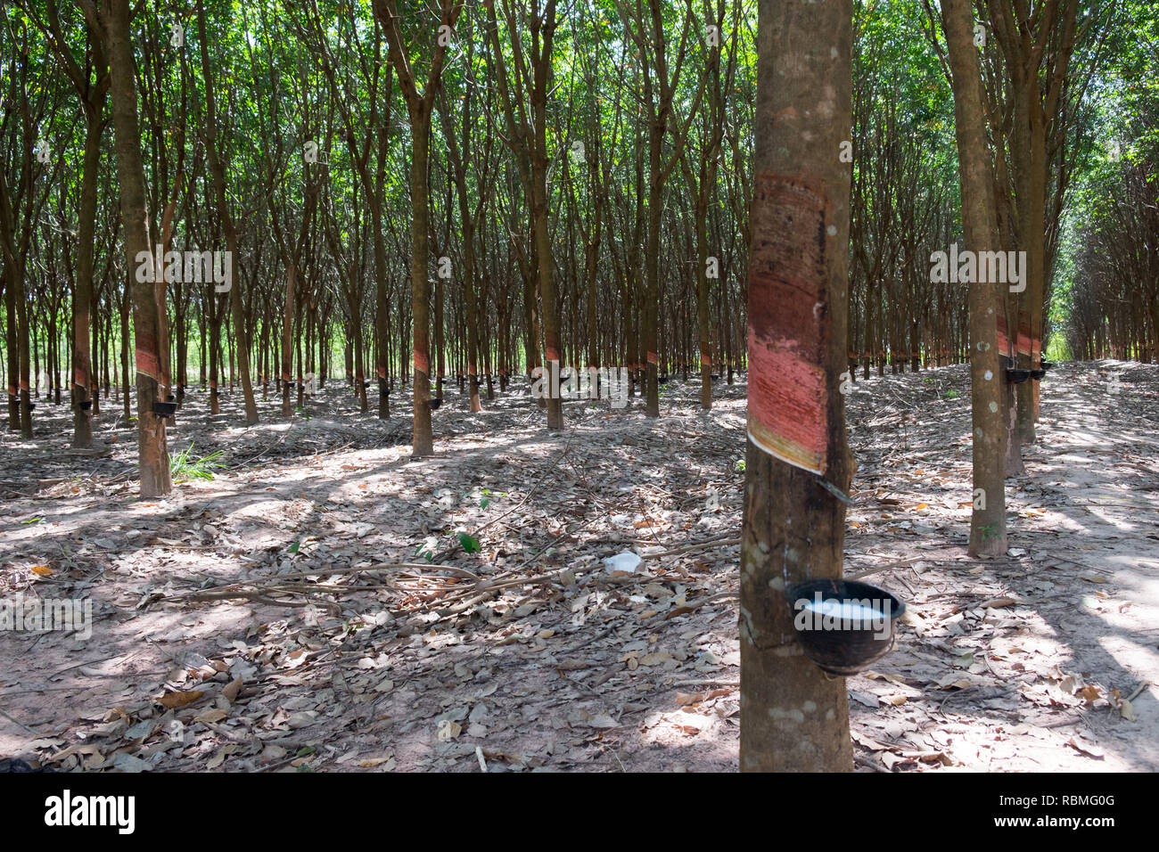 Collecting Organic Rubber From A Tree In South East Asia Stock Photo ...