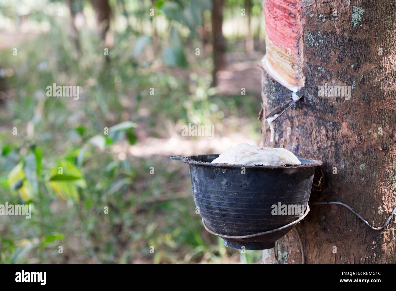 Rubber production industry agriculture south east asia hi-res stock ...