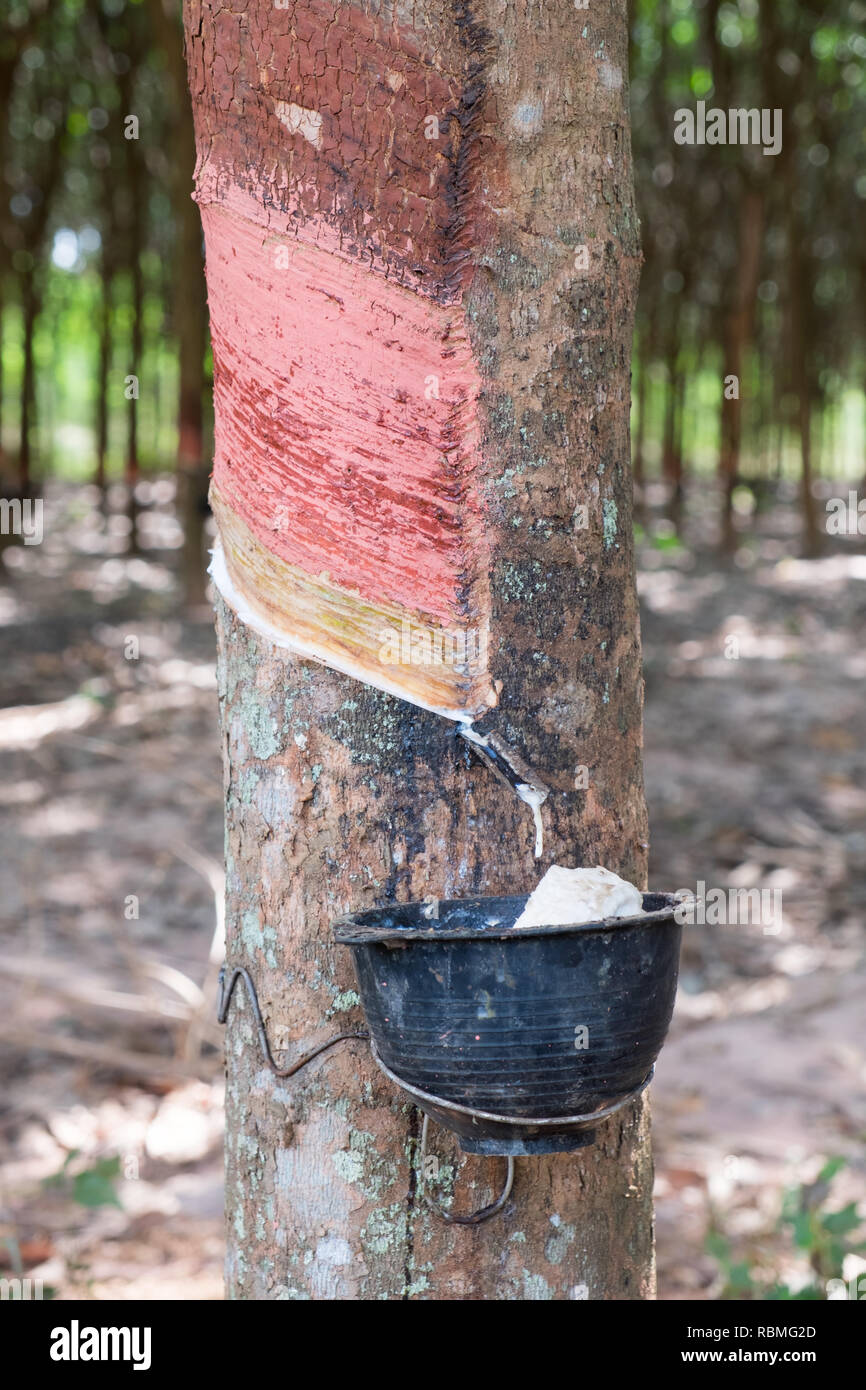Rubber production industry agriculture south east asia hi-res stock ...