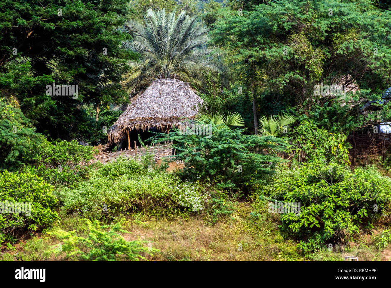 Papi tree hi-res stock photography and images - Alamy