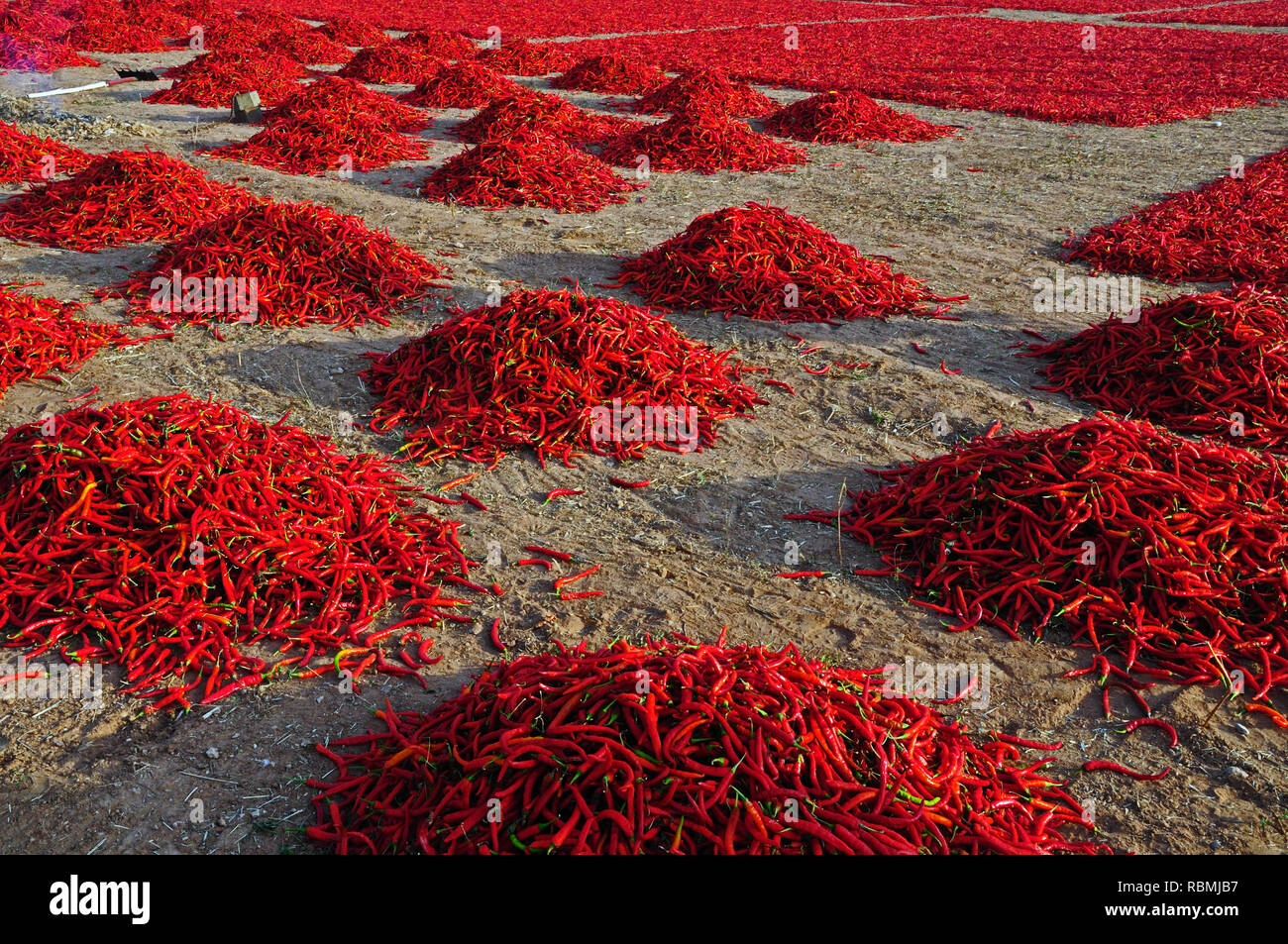 Mathania hi-res stock photography and images - Alamy