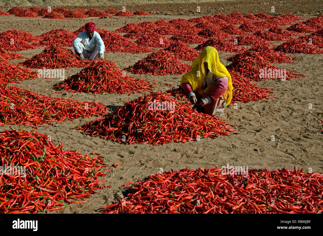 Red chili heaps, Jodhpur, Mathania, Rajasthan, India, Asia Stock Photo ...