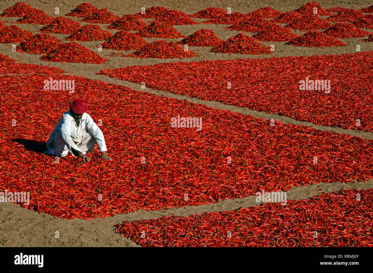 Indian man with red chilies hi-res stock photography and images - Alamy