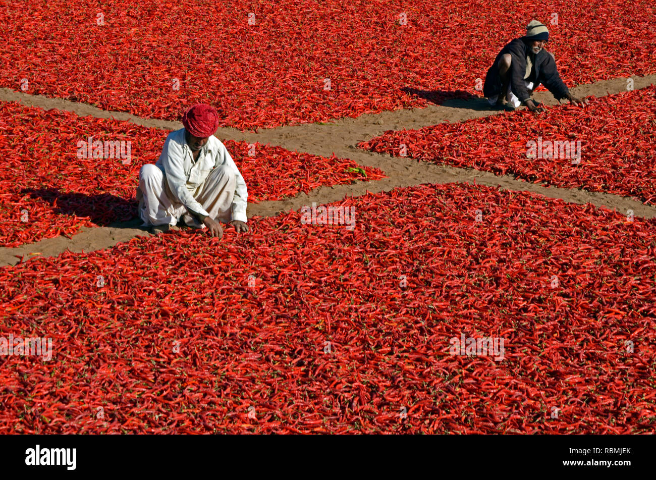Indian man with red chilies hi-res stock photography and images - Alamy