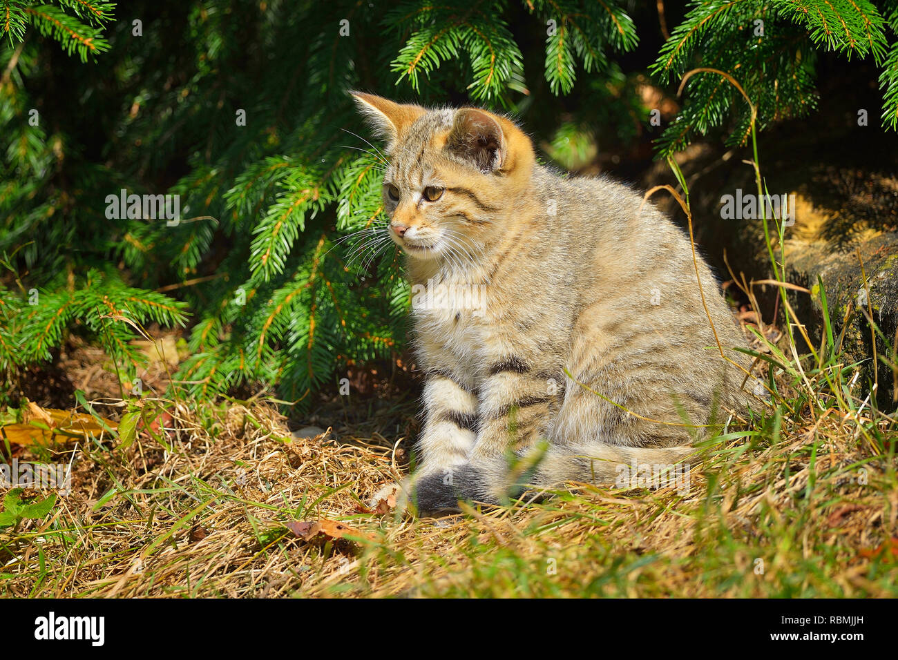 Young Wildcat, Felis silvestris, Germany Stock Photo - Alamy