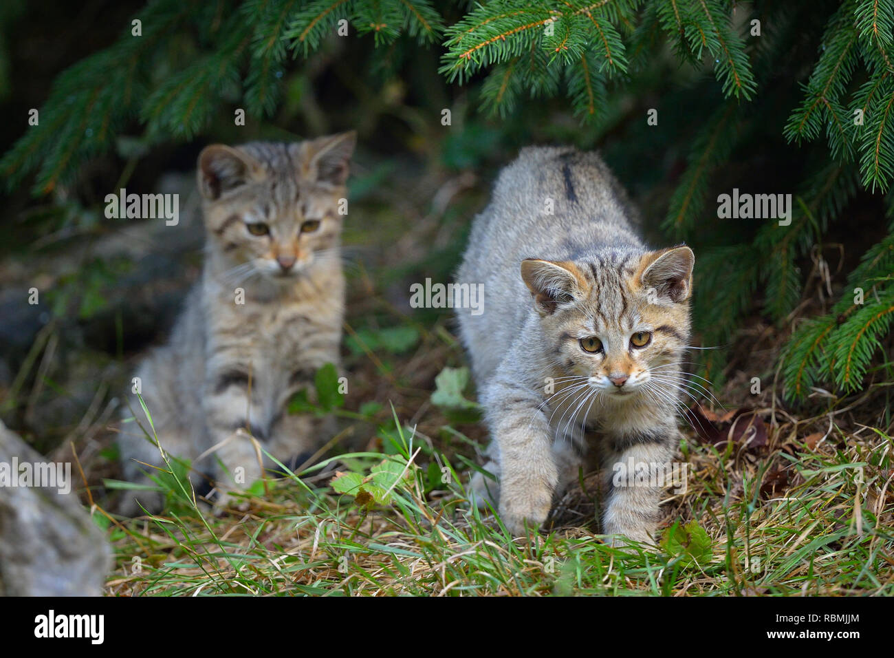 European wildcat kittens hi-res stock photography and images - Alamy