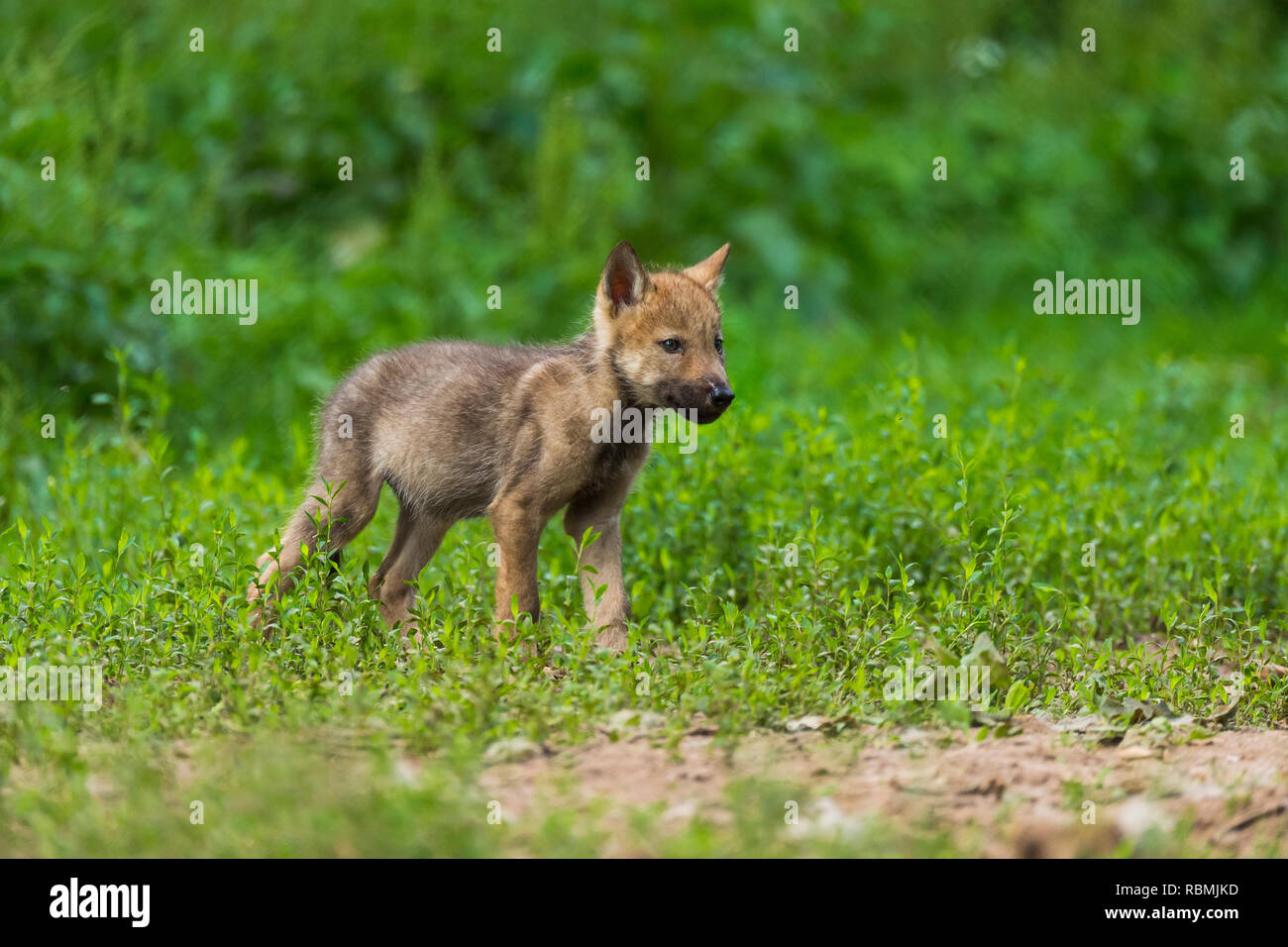 Baby wolves hi-res stock photography and images - Alamy