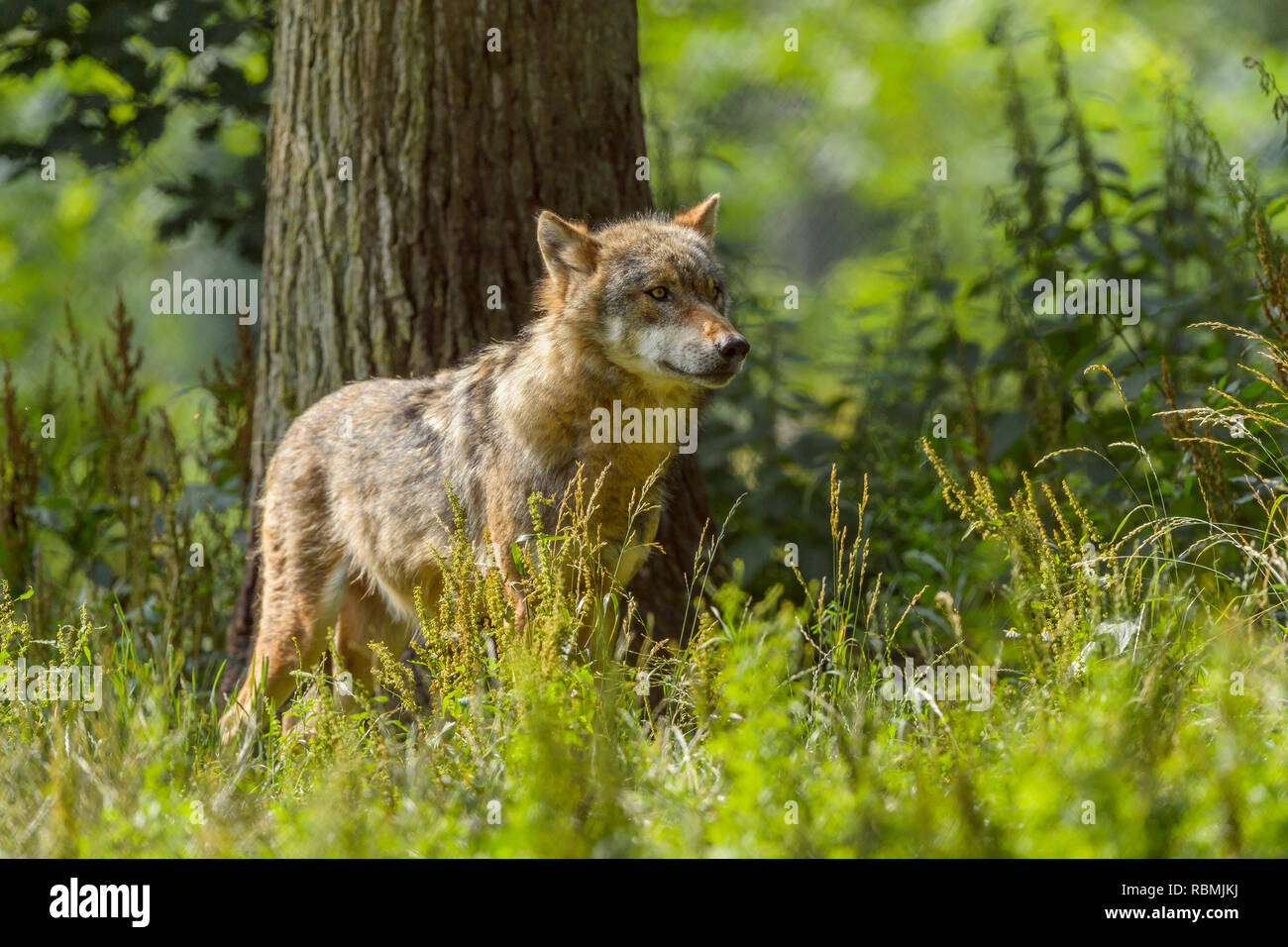 European Gray Wolf, Canis lupus lupus, Germany Stock Photo - Alamy