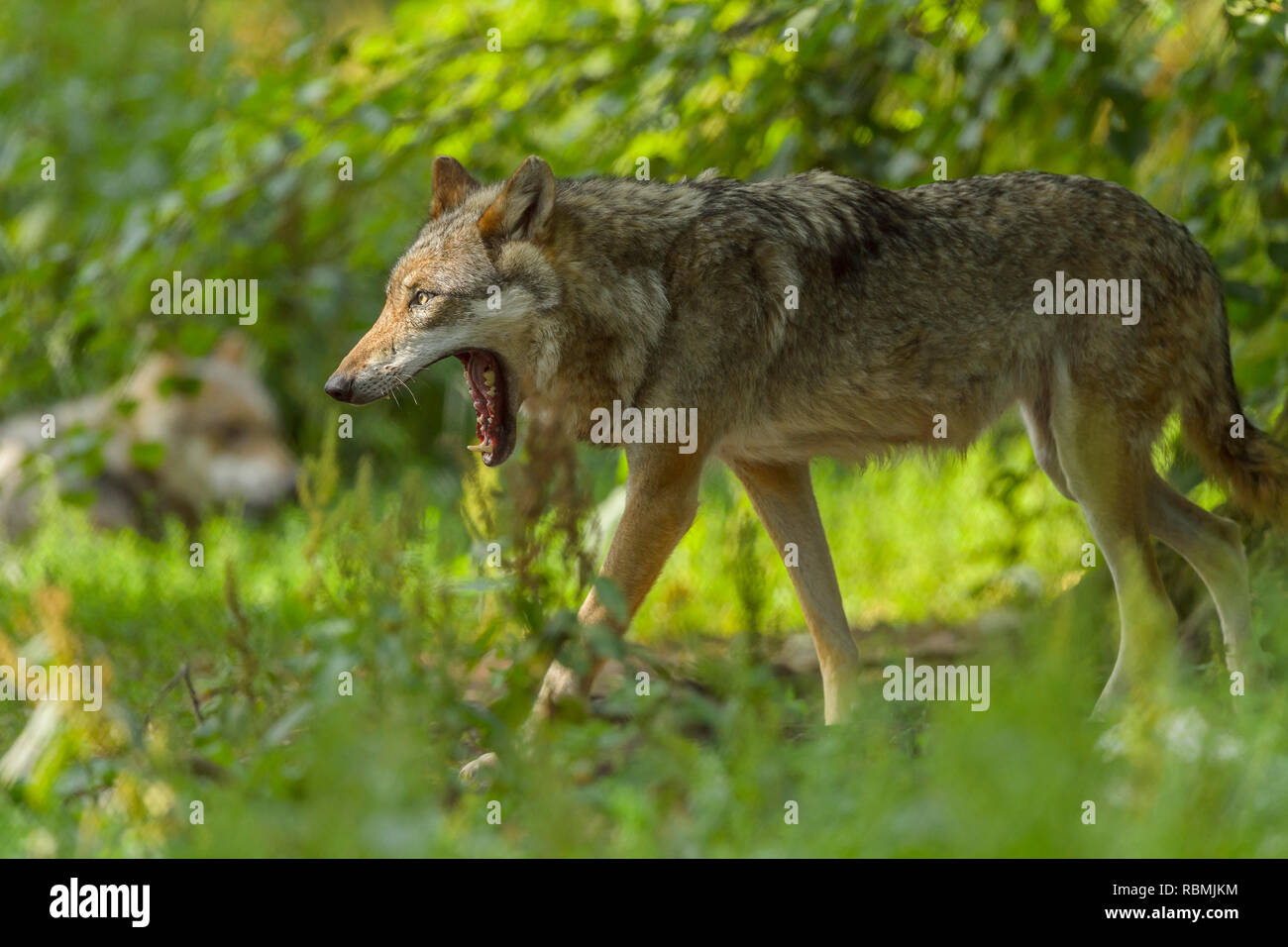European Gray Wolf, Canis lupus lupus, Germany Stock Photo - Alamy