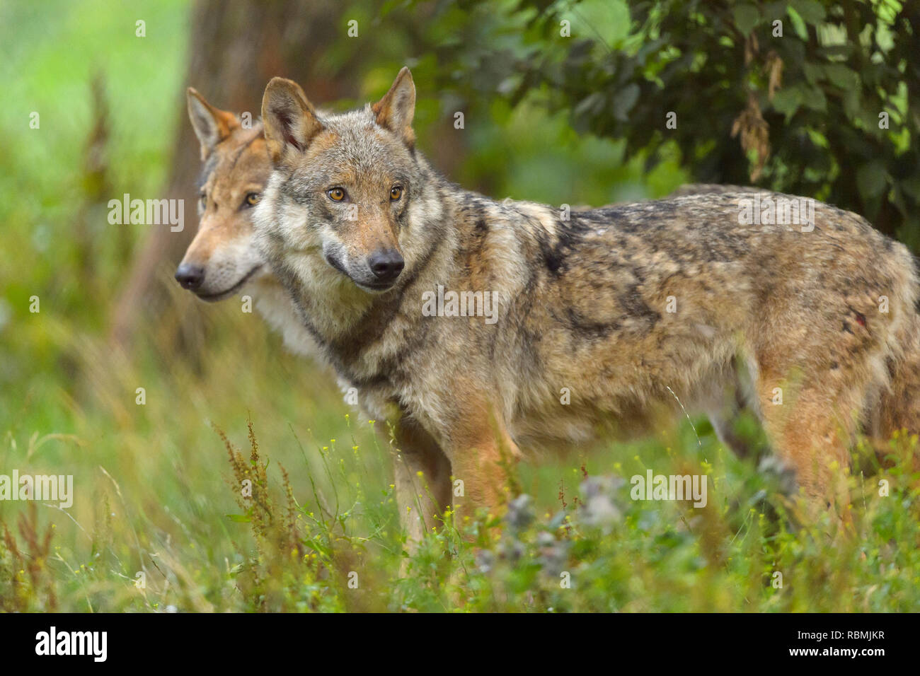European Gray Wolf, Canis lupus lupus, two Wolves, Germany Stock Photo ...