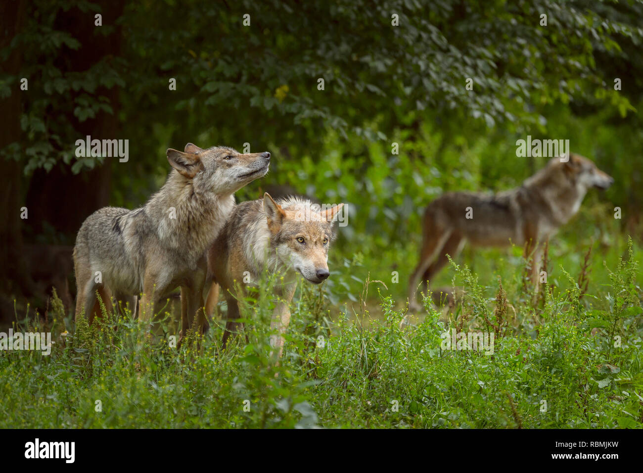 European Gray Wolf, Canis lupus lupus, Group of Wolves, Germany Stock ...