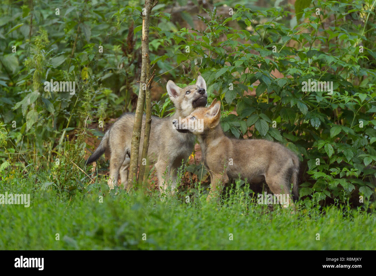 Gray wolf pups hi-res stock photography and images - Alamy