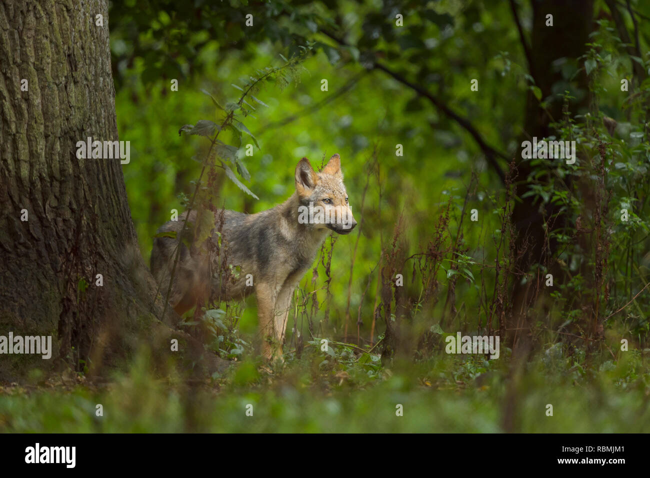 European Gray Wolf, Canis lupus lupus, Young Wolf, Germany Stock Photo ...
