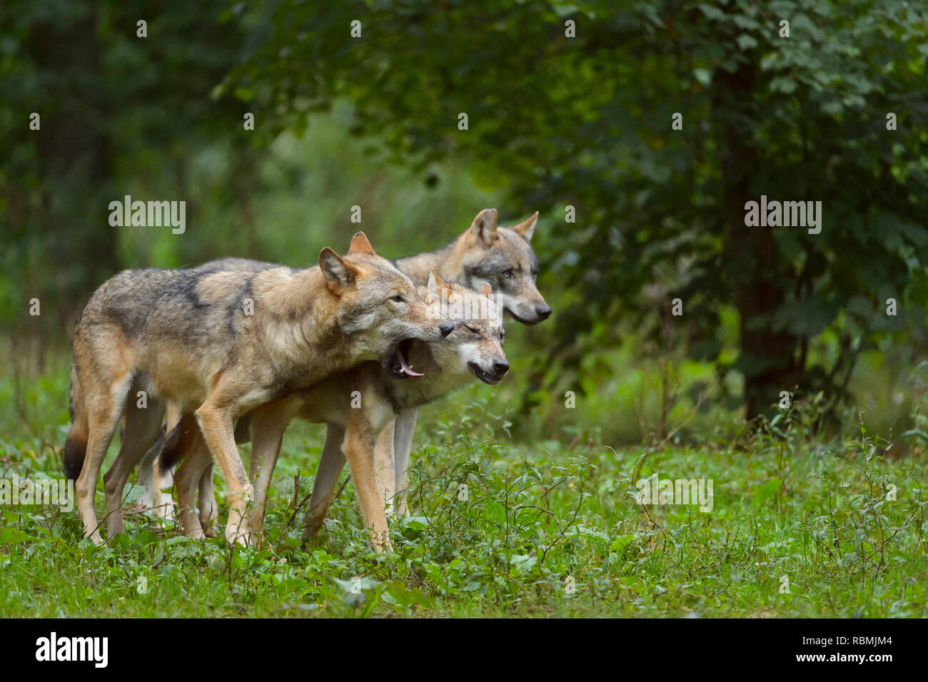 European Gray Wolf, Canis lupus lupus, tree Wolves, Germany Stock Photo ...