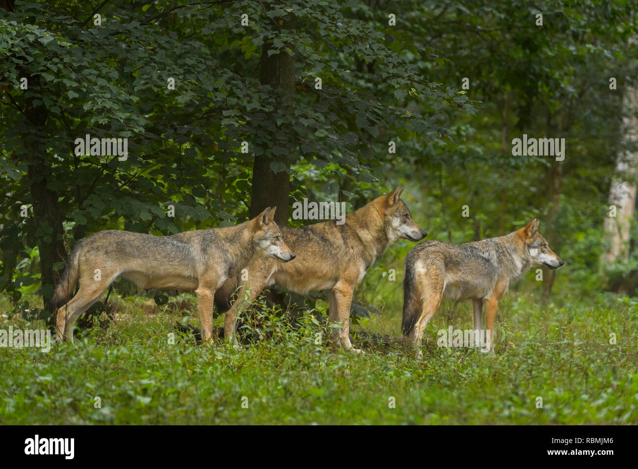 European Gray Wolf, Canis lupus lupus, tree Wolves, Germany Stock Photo ...