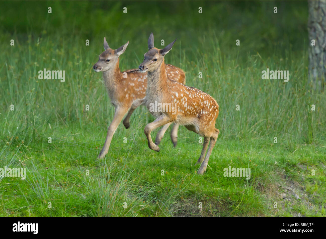 Two fawn hi-res stock photography and images - Alamy