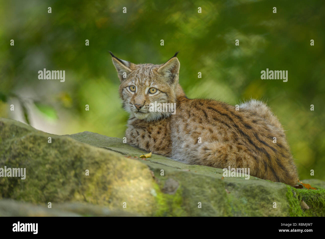 Eurasian Lynx, Lynx lynx, Kitten, Germany, Europe Stock Photo - Alamy