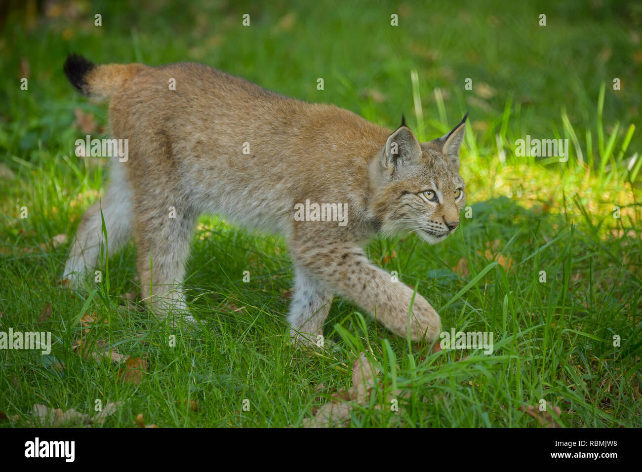 Eurasian Lynx, Lynx lynx, Kitten, Germany, Europe Stock Photo - Alamy