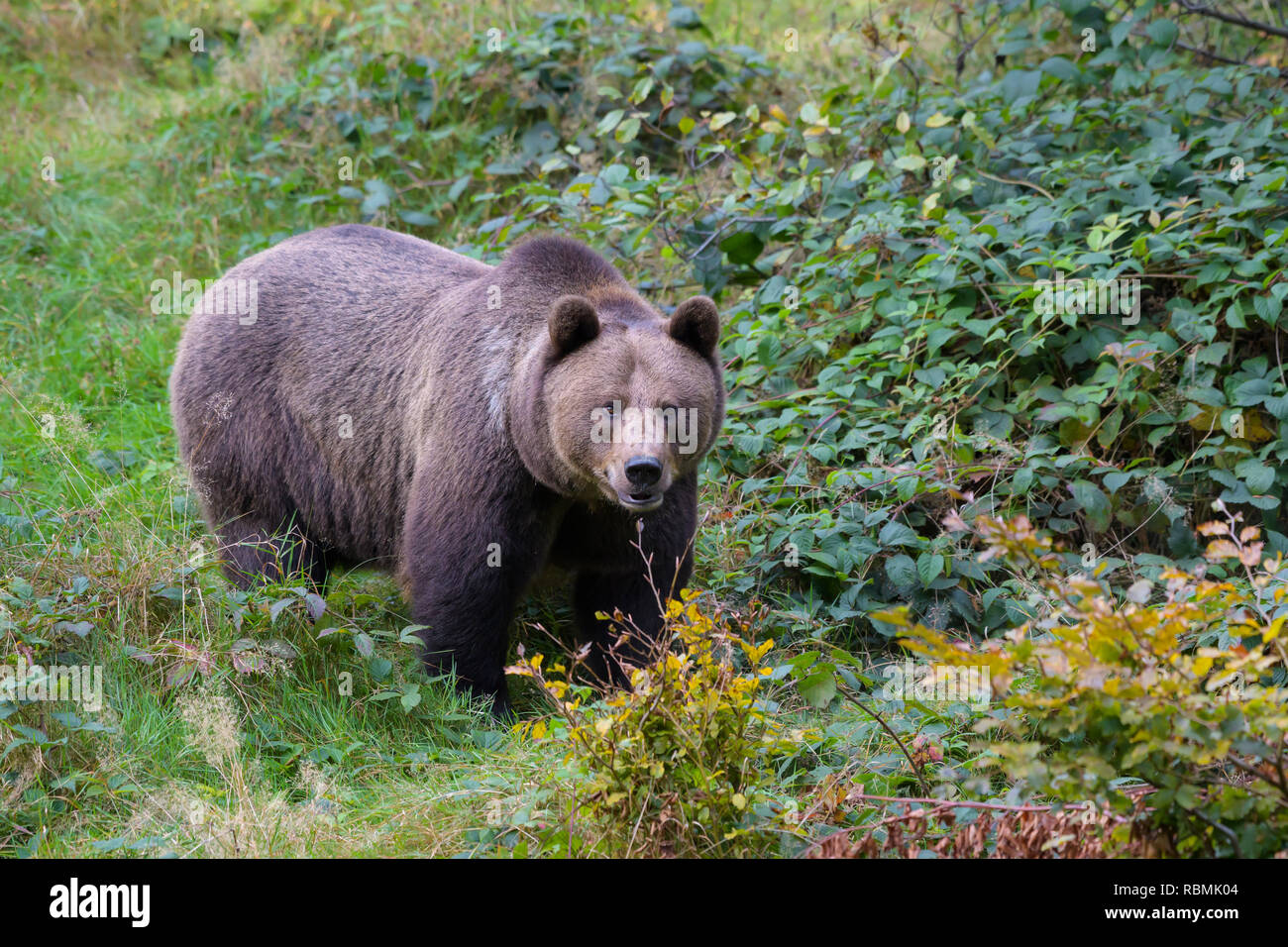 Brown Bear, Ursus arctos, Bavaria, Germany Stock Photo - Alamy