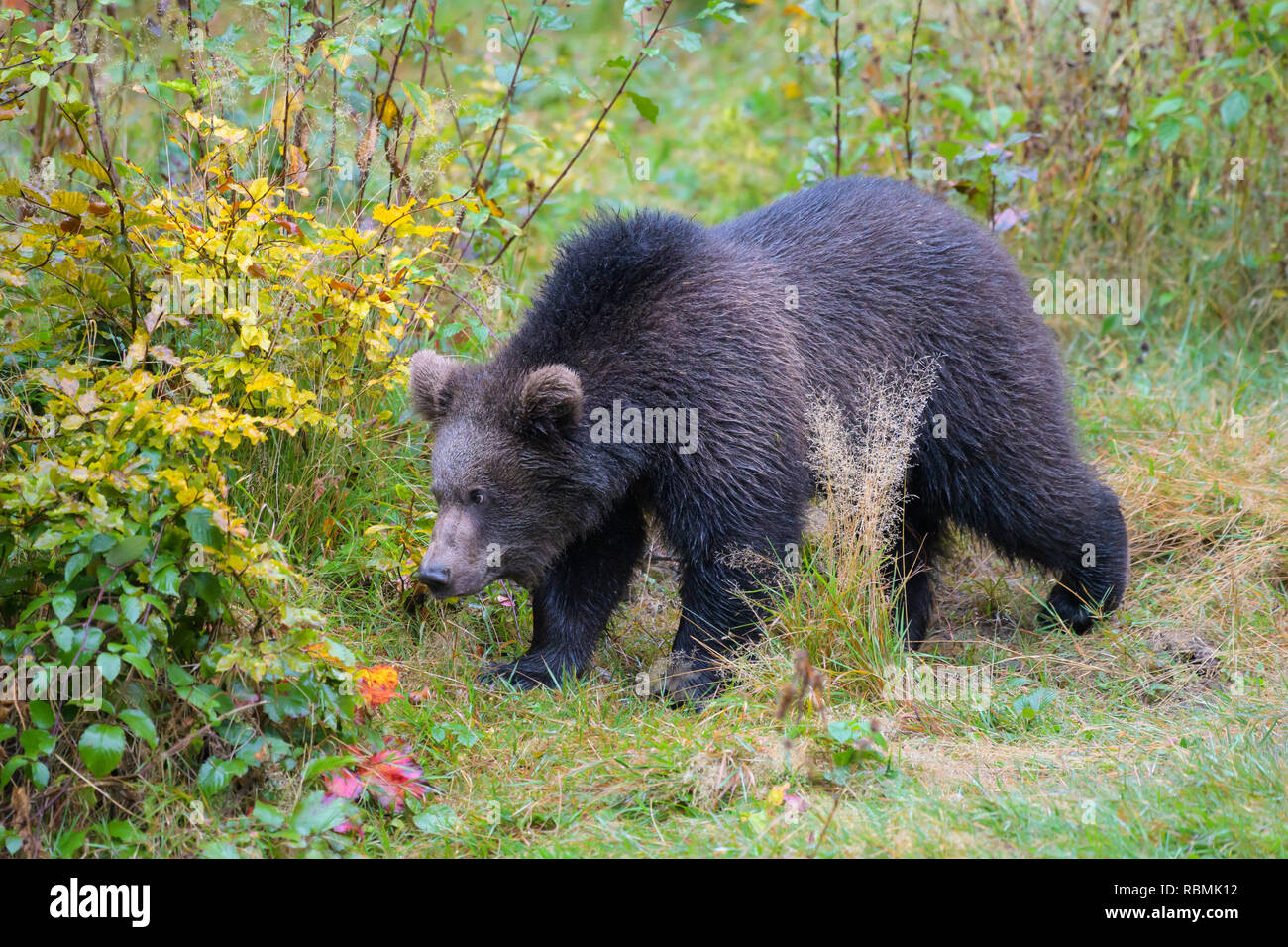 Brown Bear, Ursus arctos, Cub, Bavaria, Germany Stock Photo - Alamy