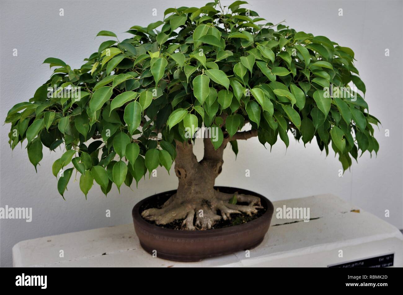 Bonsai screen tree hi-res stock photography and images - Alamy