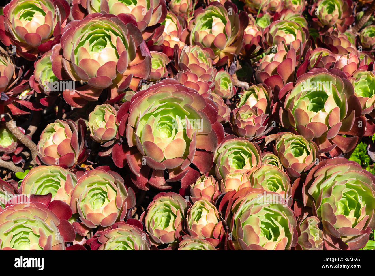 Tree aeonium aeonium arboreum hi-res stock photography and images - Alamy