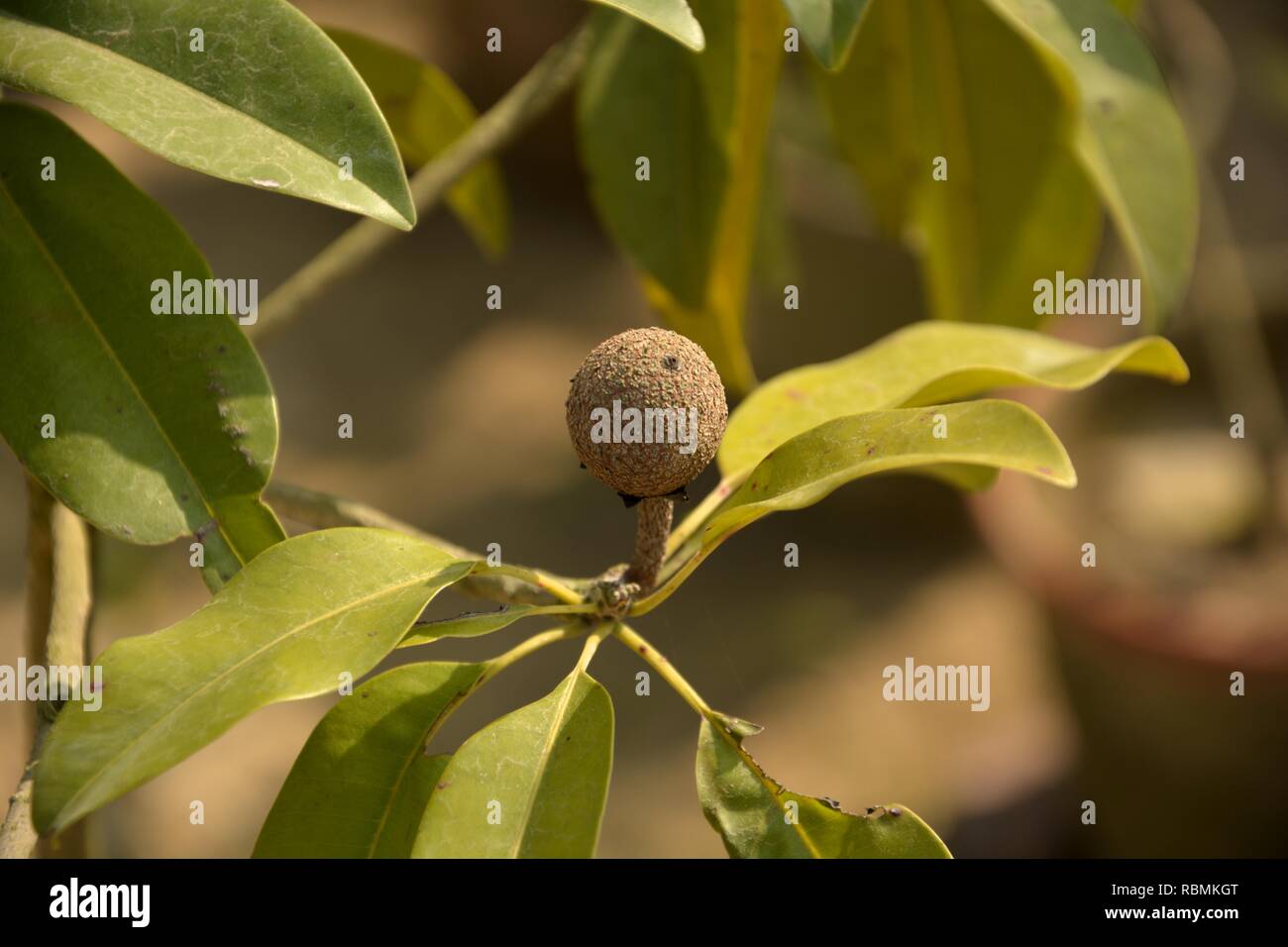 A single A single small Manilkara zapota, commonly known as sapodilla ...