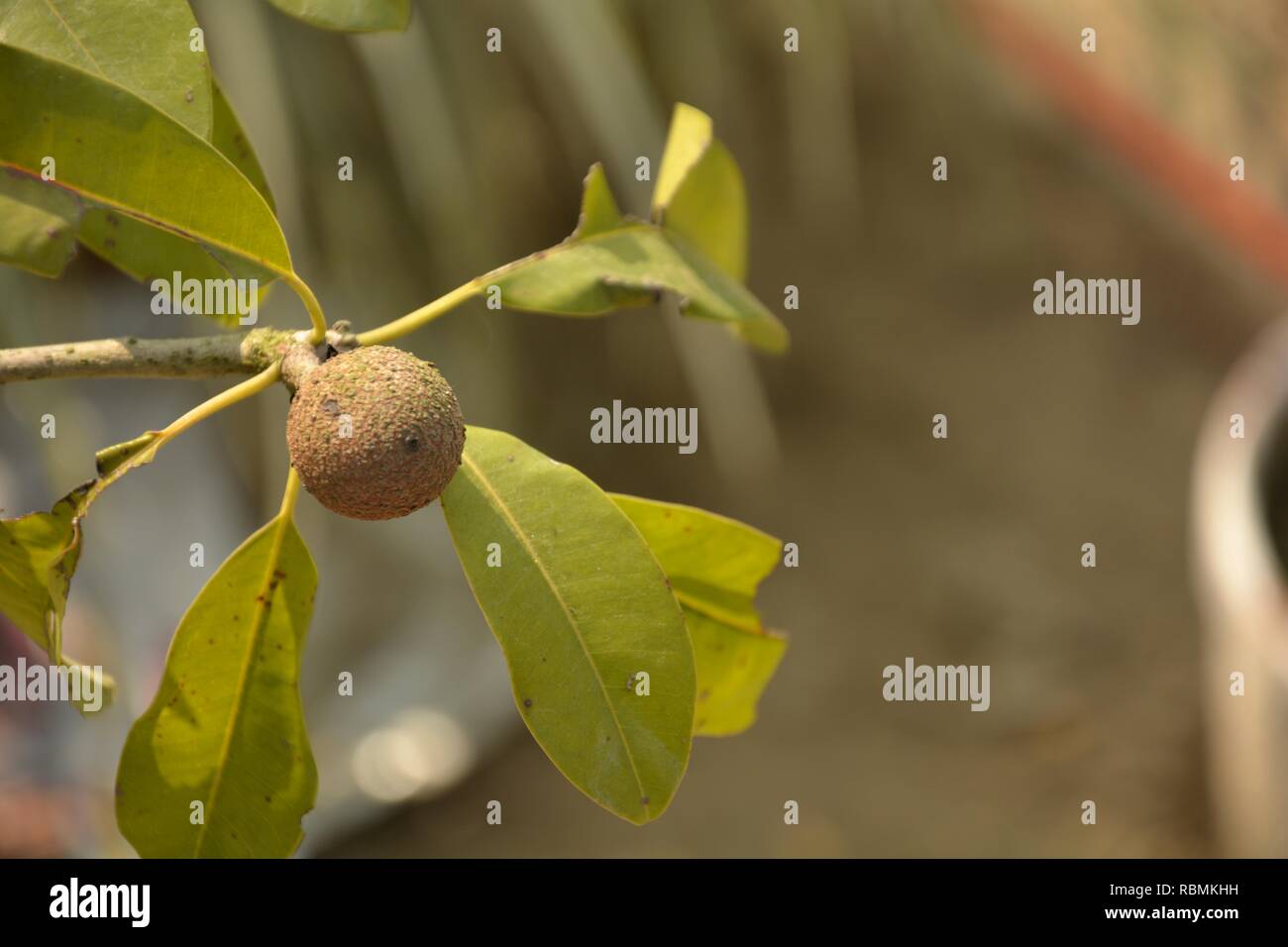 A single A single small Manilkara zapota, commonly known as sapodilla ...