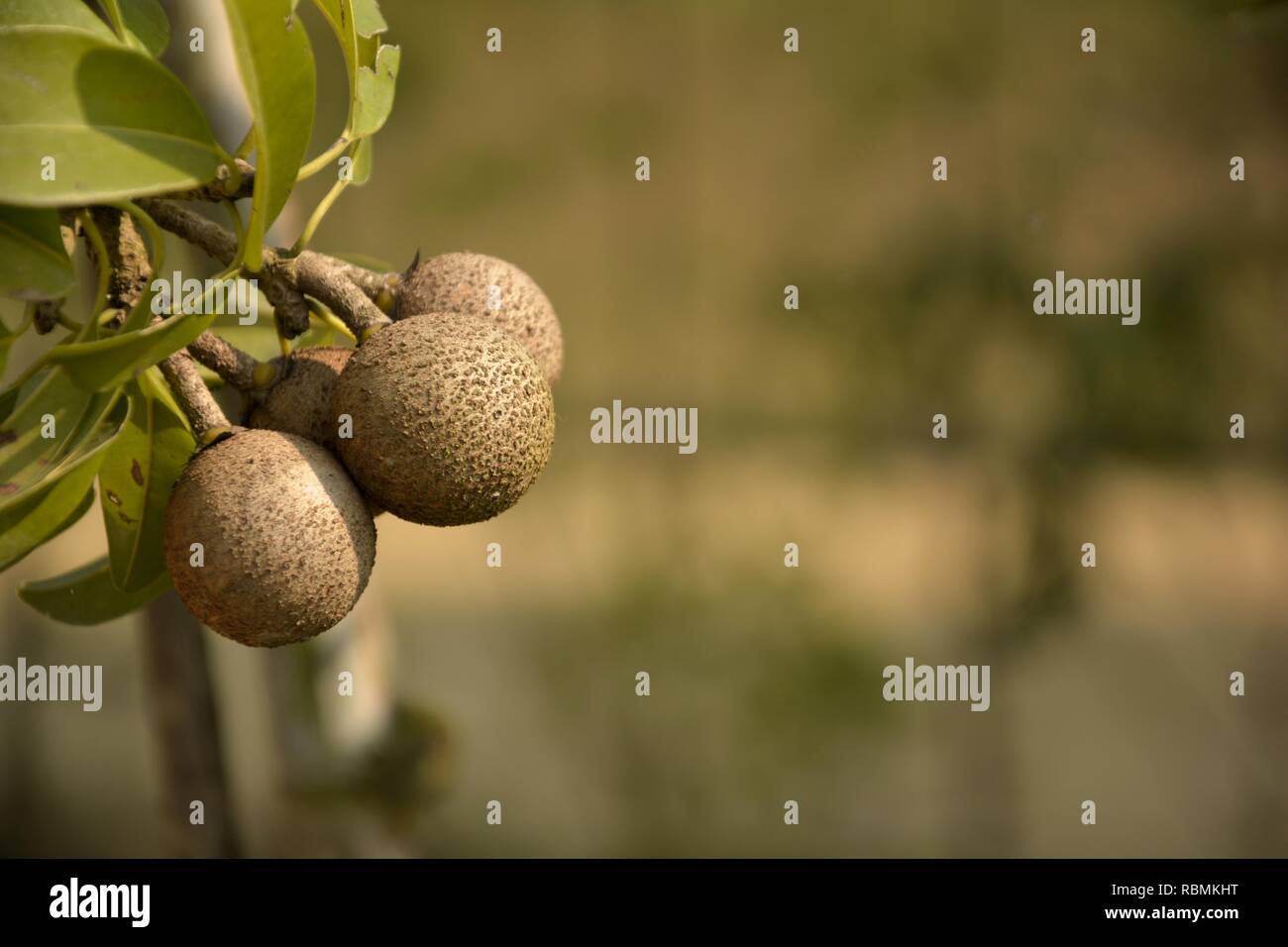 Some beautiful small Manilkara zapota, commonly known as sapodilla or ...
