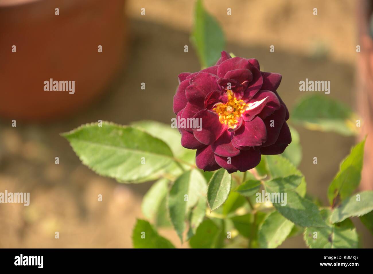 A single beautiful brownish rose ( rosa ) flower with green leaves in a ...