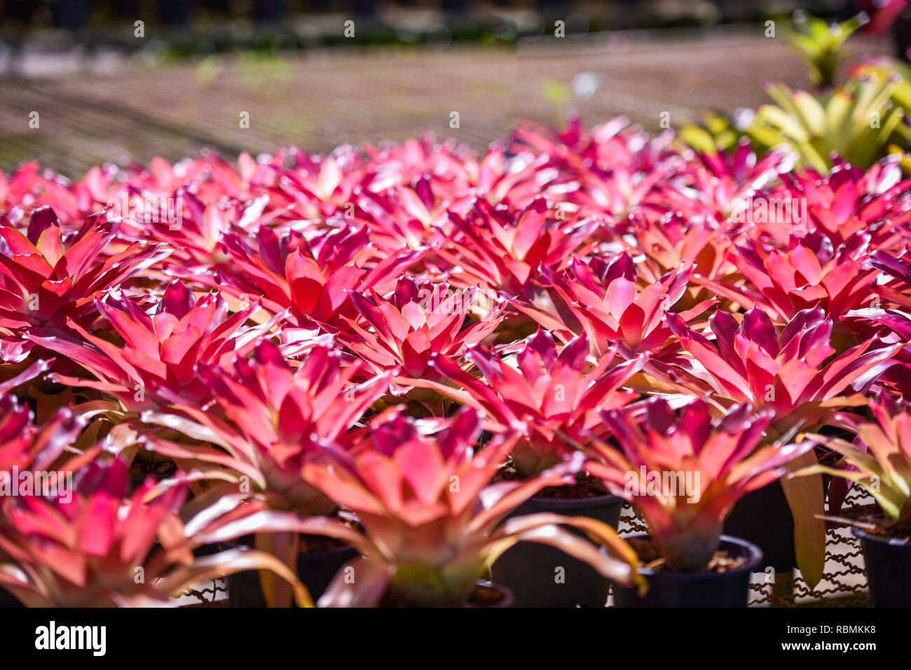 Bromeliad garden colorful pink of leaves bromeliad flower blooming in ...
