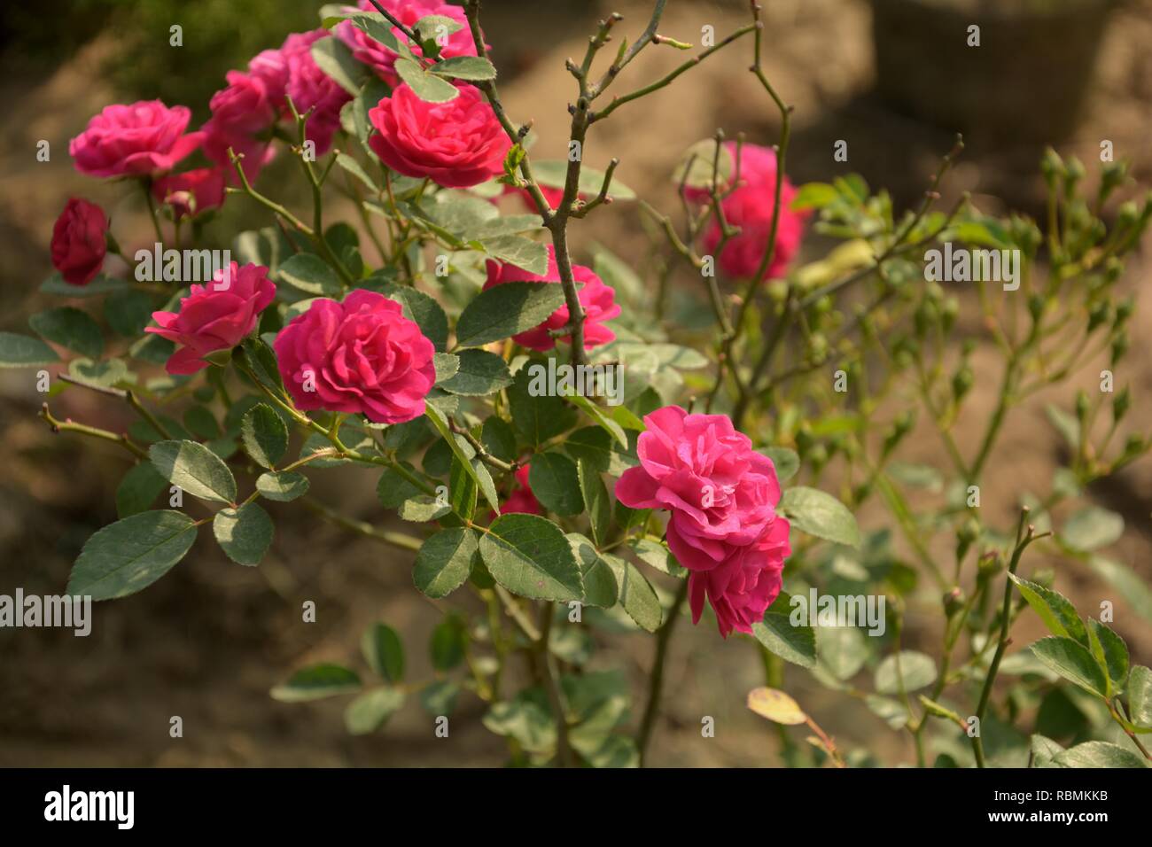 Some very beautiful pinkish roses ( rosa ) flowers in a bunch growing ...