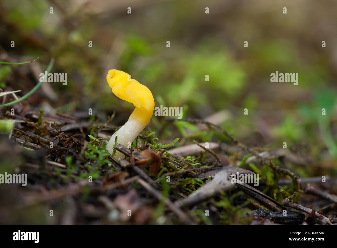 Yellow earth tongue Stock Photo - Alamy