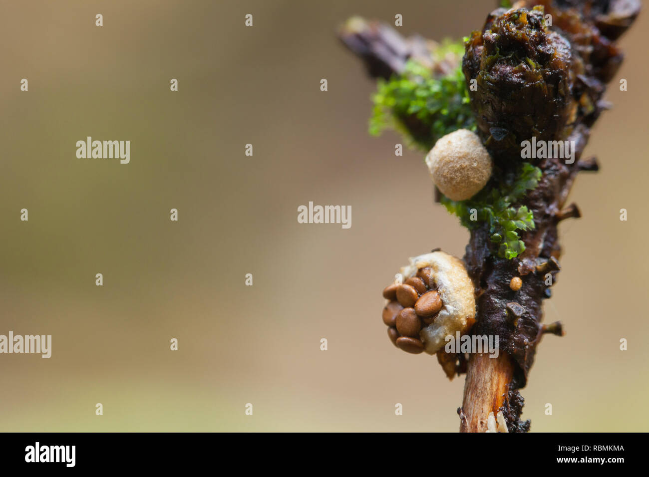 Bird's nest fungus Stock Photo - Alamy