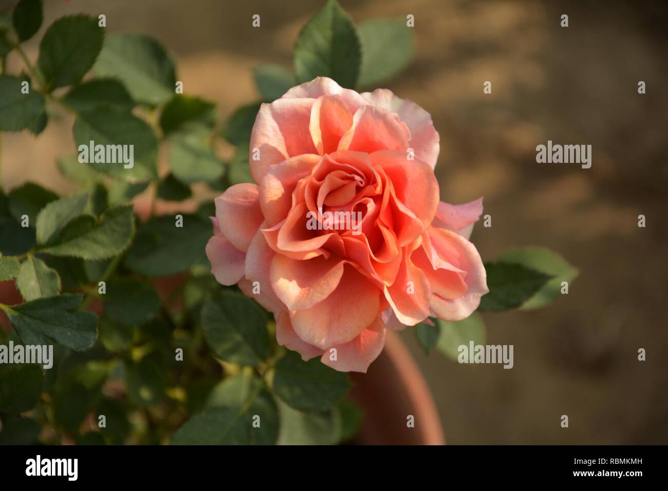 Nursery outdoor hi-res stock photography and images - Alamy