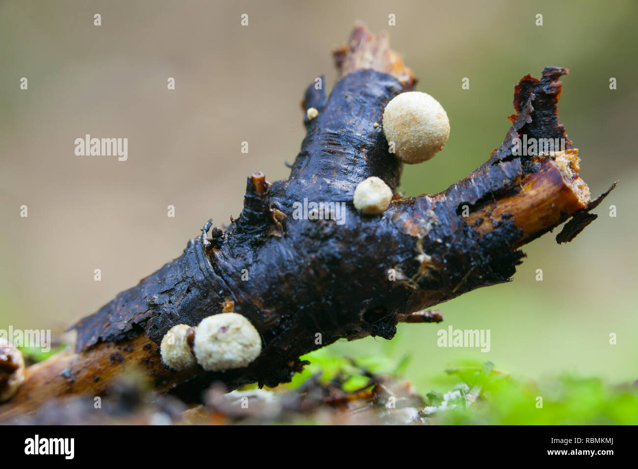 Bird's nest fungus Stock Photo - Alamy