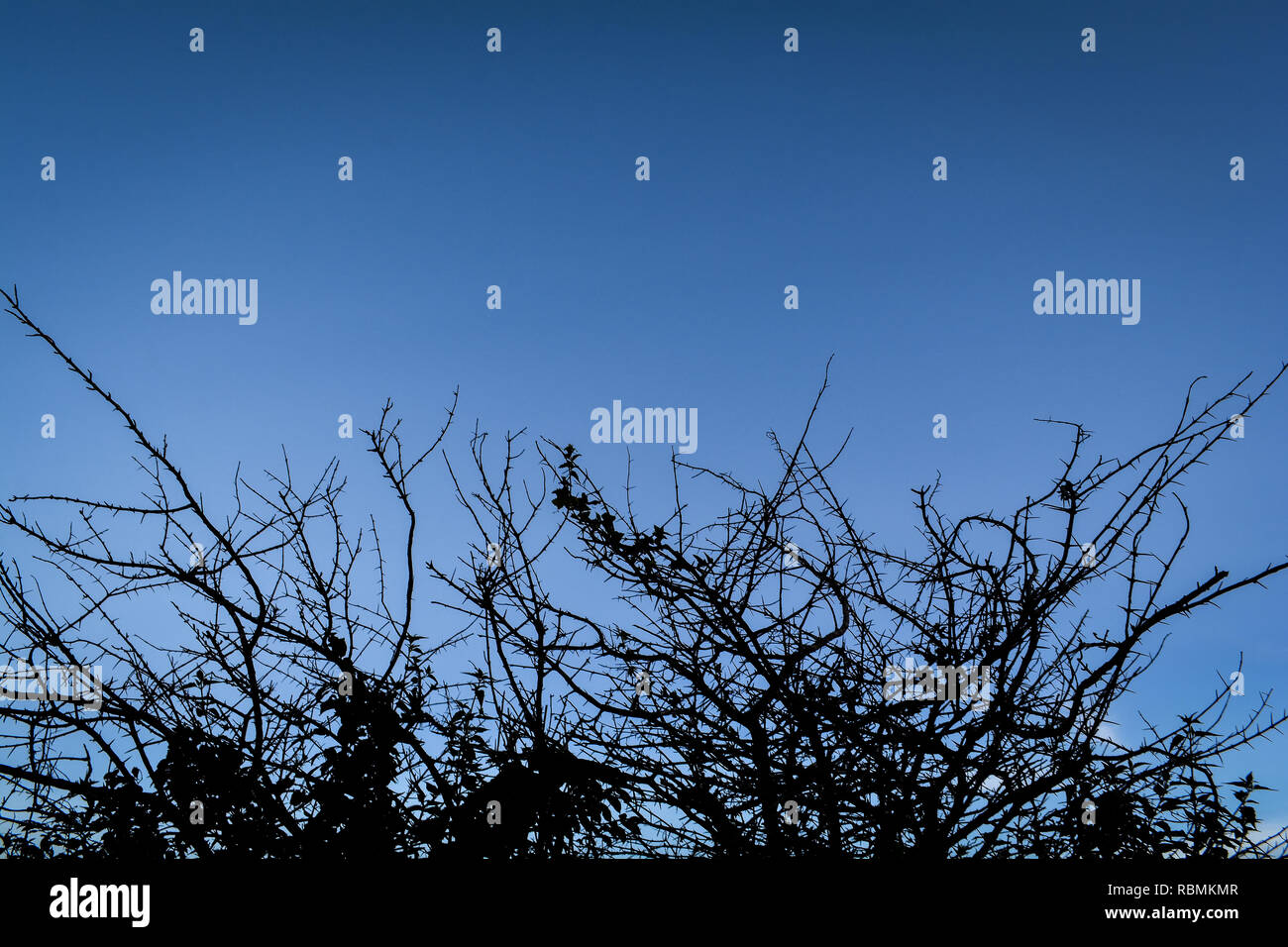 Silhouette branch Sunrise / Acacia branches thorn tree bush with ...