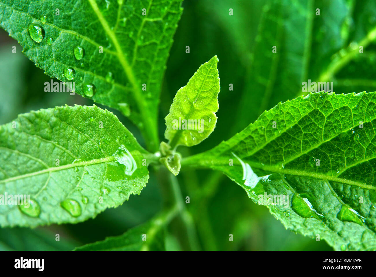 Chloroplast hi-res stock photography and images - Alamy