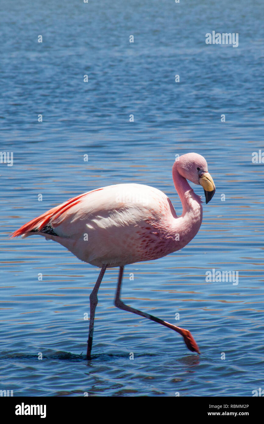 Muddy Coloured Water High Resolution Stock Photography and Images - Alamy