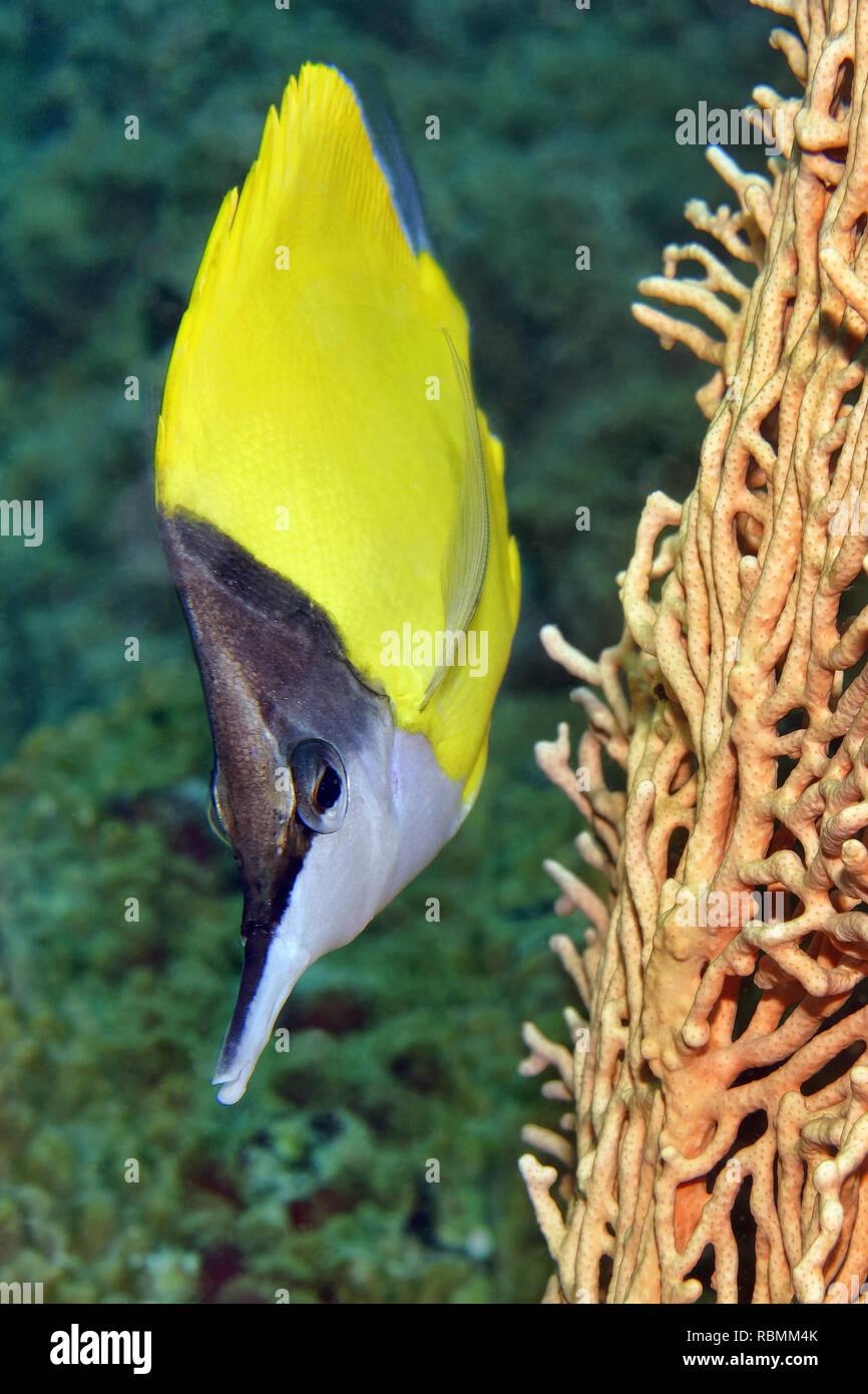 Longnose Butterflyfish