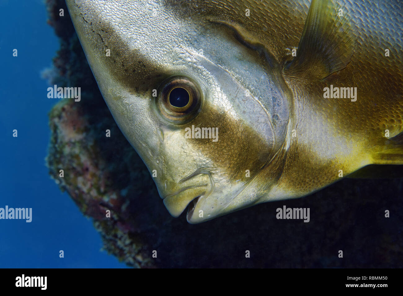 Orbicular batfish - Platax orbicularis Stock Photo - Alamy